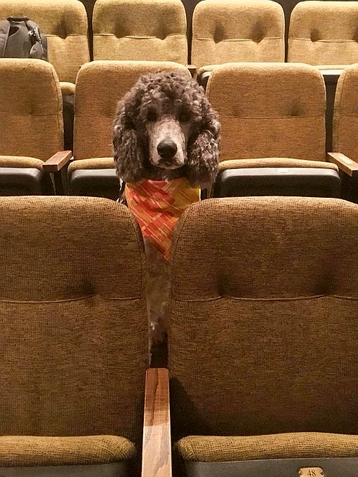 Adorable photo of dogs at Stratford performance goes viral – The South ...